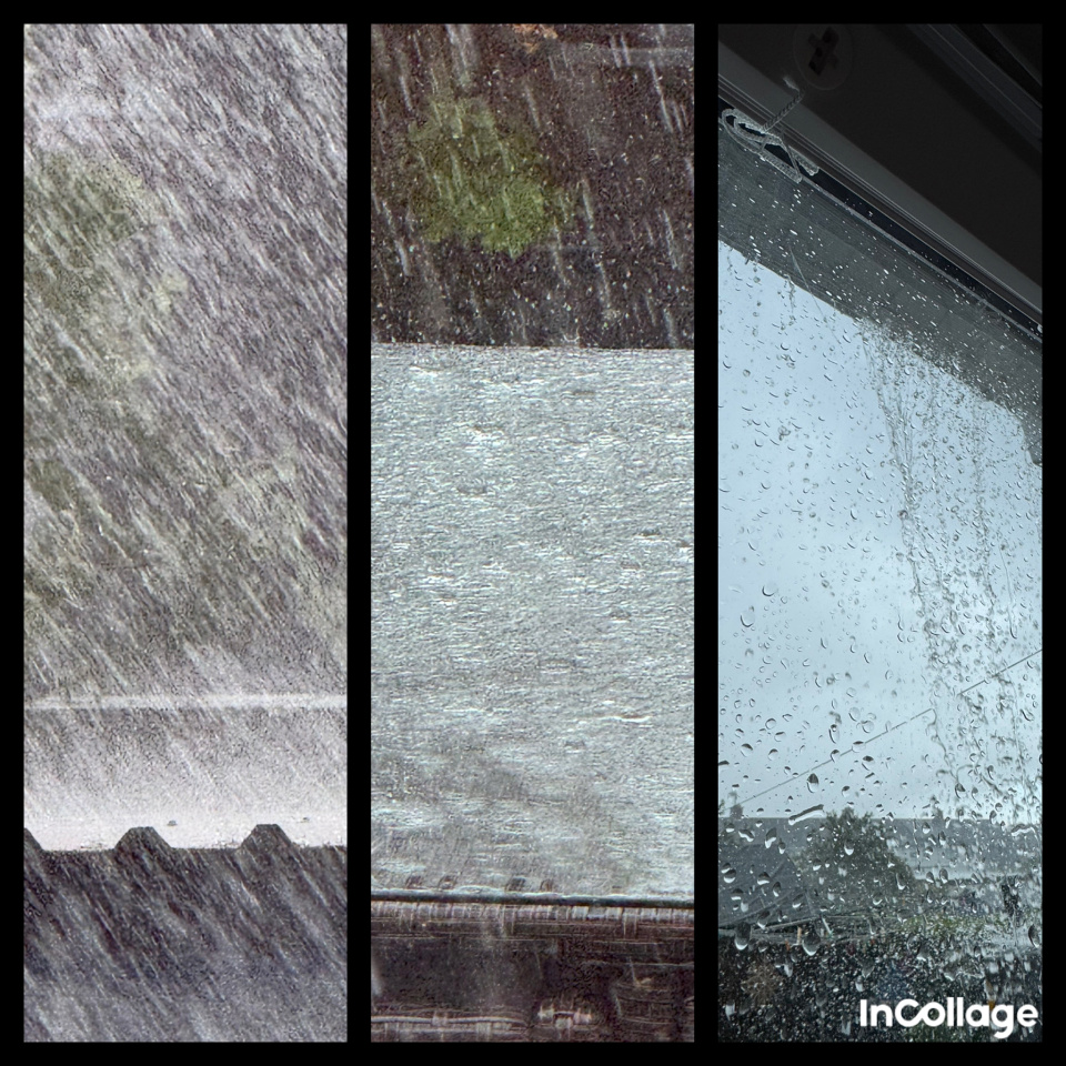 UNBELIEVABLE HEAVY RAIN | sunflower | Blipfoto