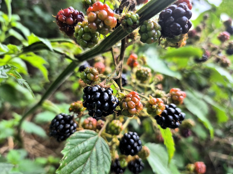 blackberries | spishy | Blipfoto