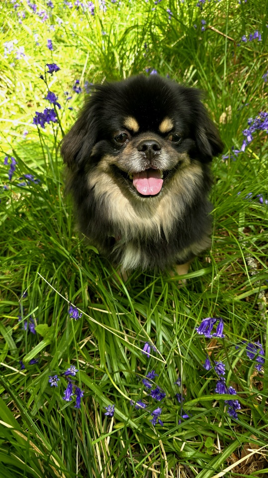 Bluebell polka | snapper | Blipfoto