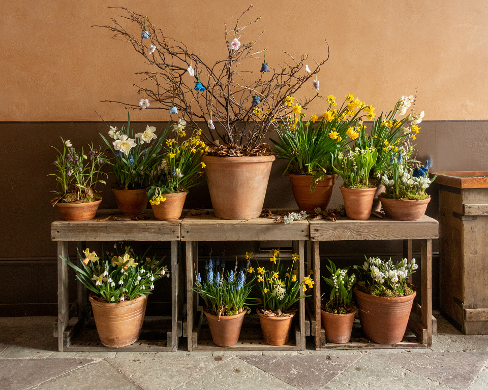 Flower Friday - Spring indoors... | RHelena | Blipfoto