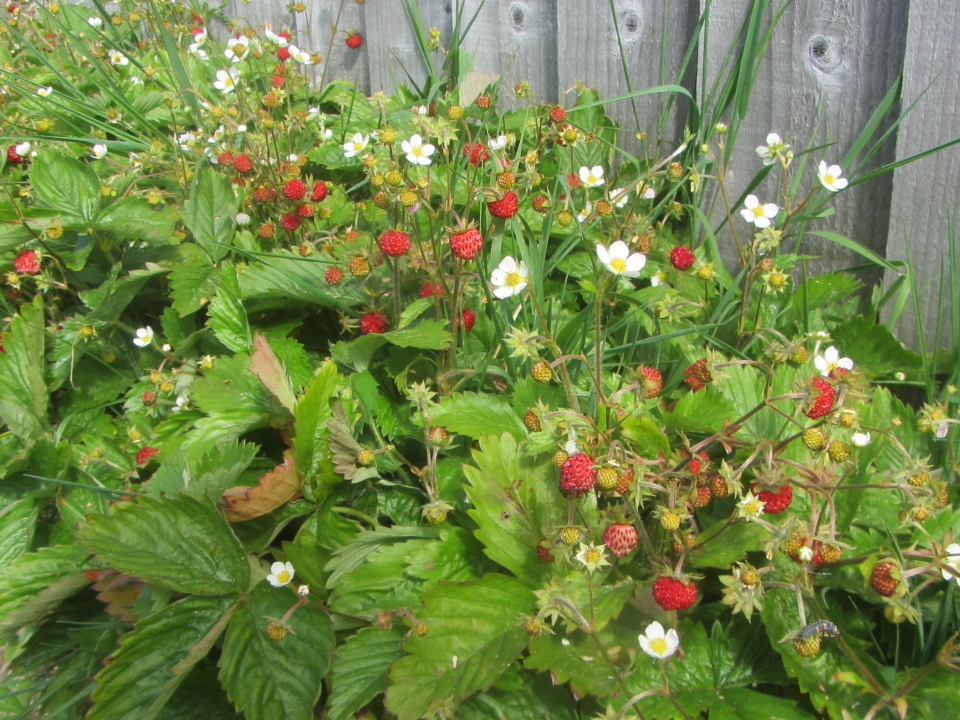 Wild alpine Strawberries. | Grace55 | Blipfoto