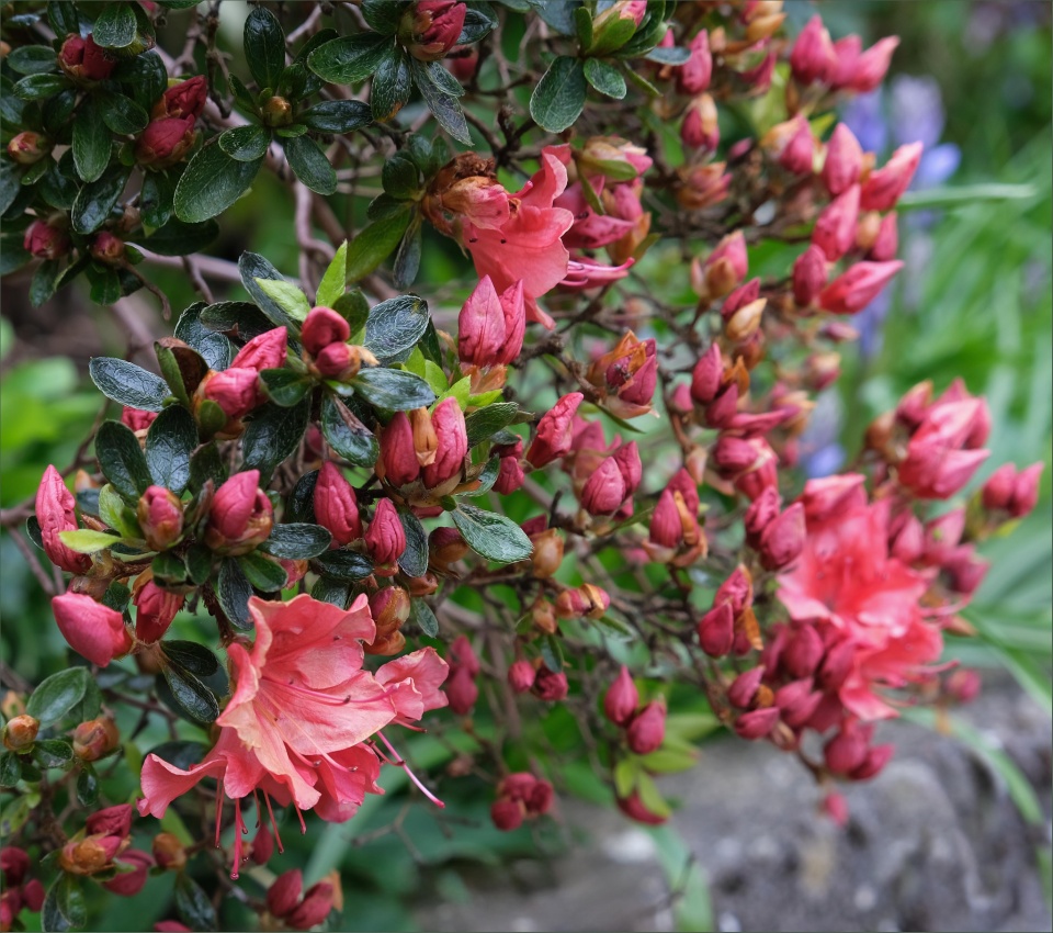Another Azalea | Terrifo | Blipfoto