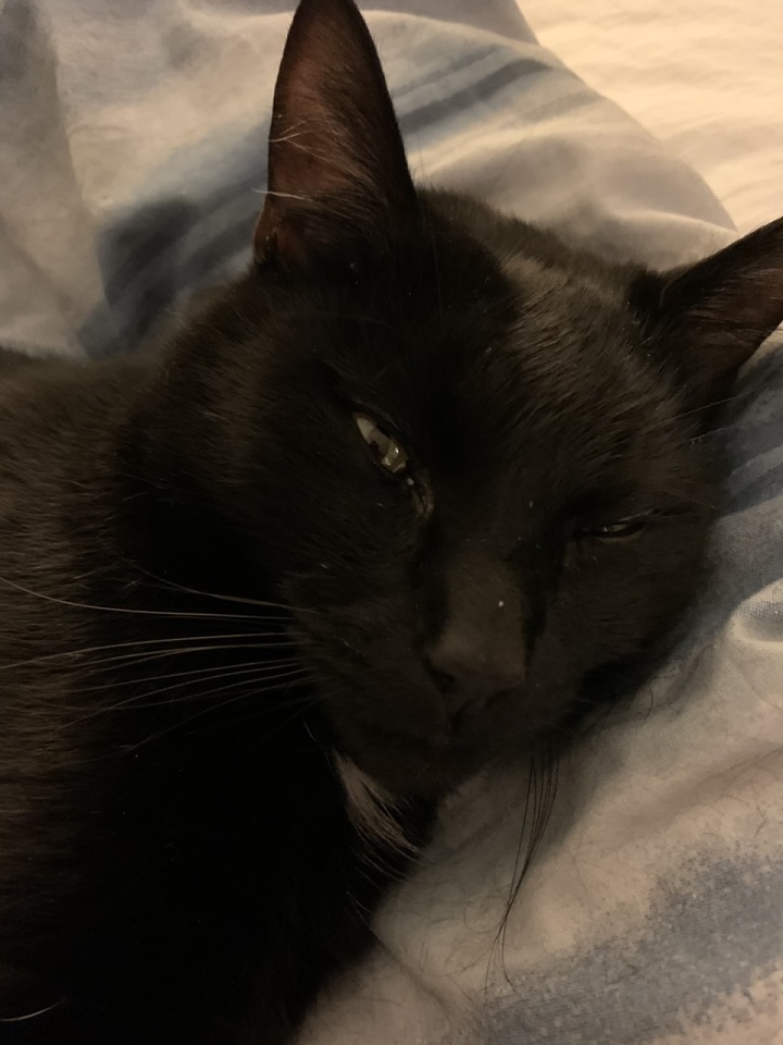 Cosy cat | PhotoSynthesis | Blipfoto