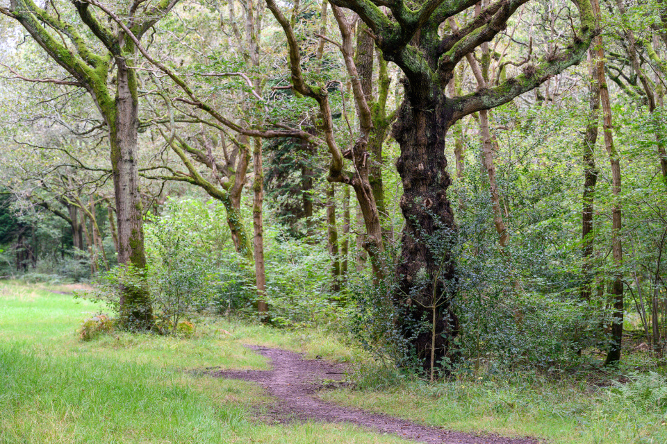Favourite trees | NickyR | Blipfoto