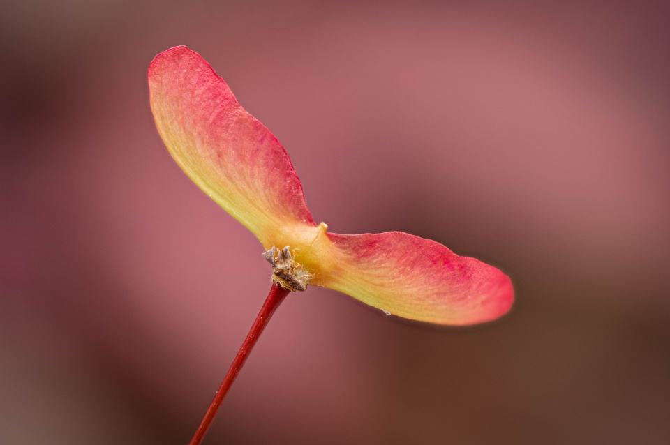 A double Samara (Acer Palmatum) | GrahamColling | Blipfoto