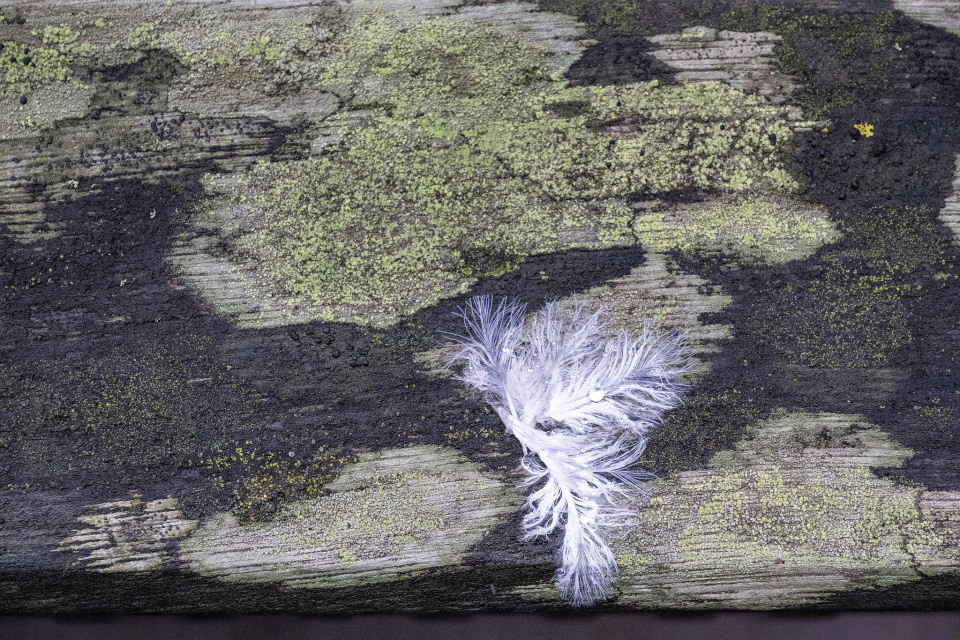 Feather and Lichen | AbstractFiesta | Blipfoto