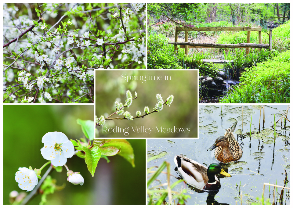 Springtime in Roding Valley Meadows | wrencottage | Blipfoto