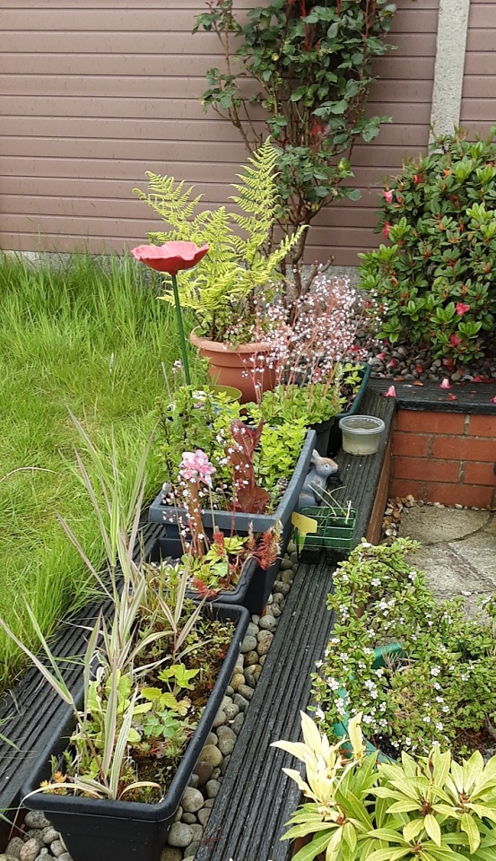 A rainy day in Rishton. Garden. | Grace55 | Blipfoto