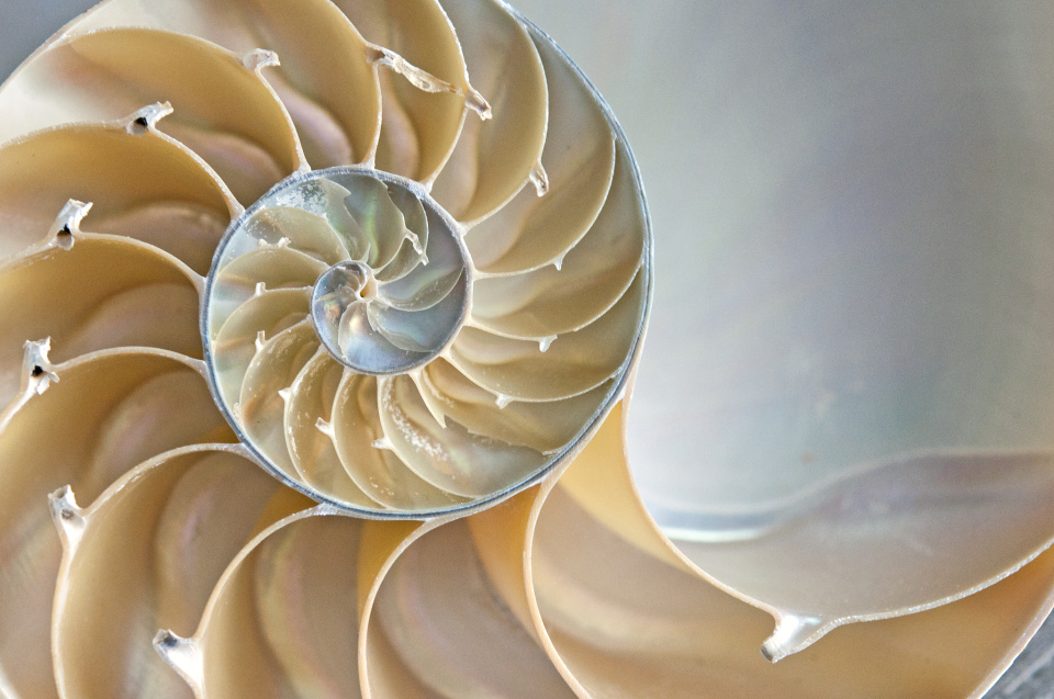 Natural fractal - Nautilus shell | Ingeborg | Blipfoto