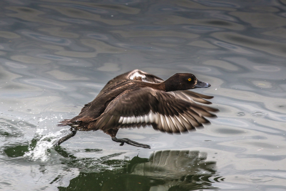 Rufty Tufty | MsQuizzical | Blipfoto