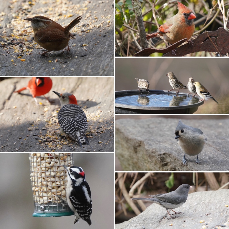 Oiseaux du Jour | Kimb | Blipfoto