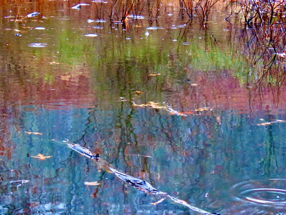 December Rain | GirlWithACamera | Blipfoto