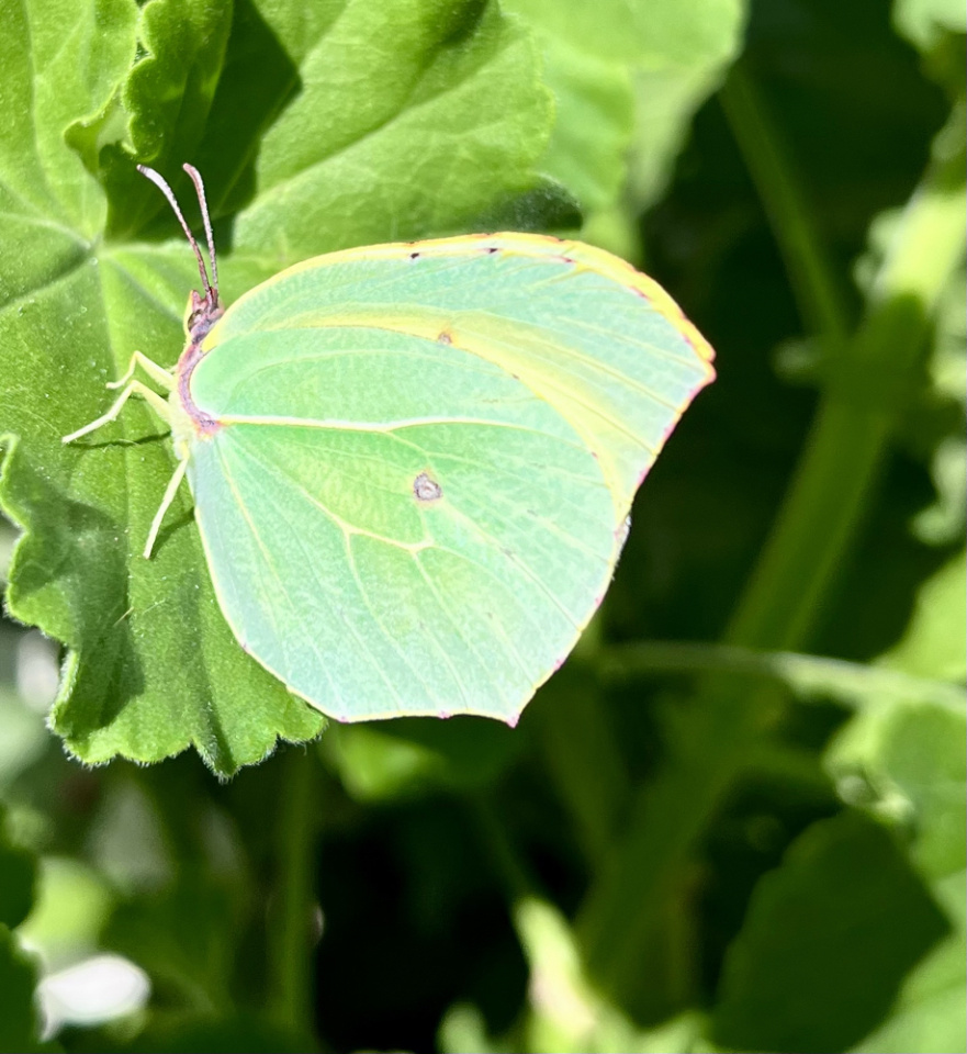 Cleopatra Butterfly | CherryR | Blipfoto