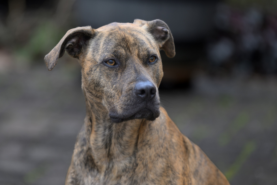 The Boy | dbifulco | Blipfoto