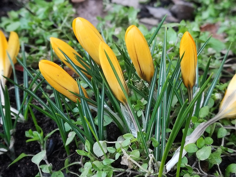 More signs of spring | frani | Blipfoto