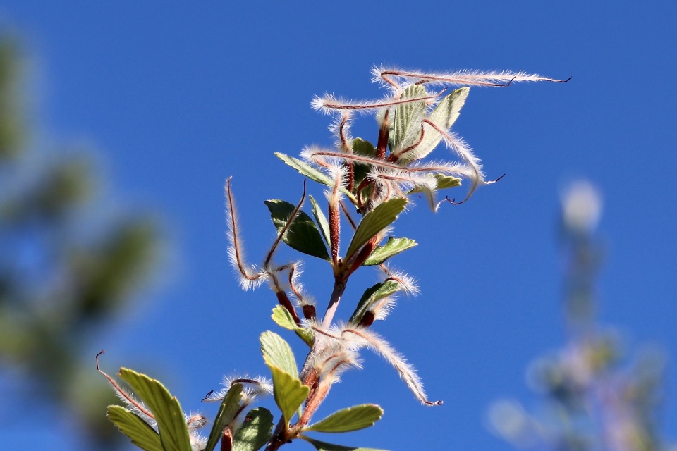 rodeo plant | stillandknow | Blipfoto