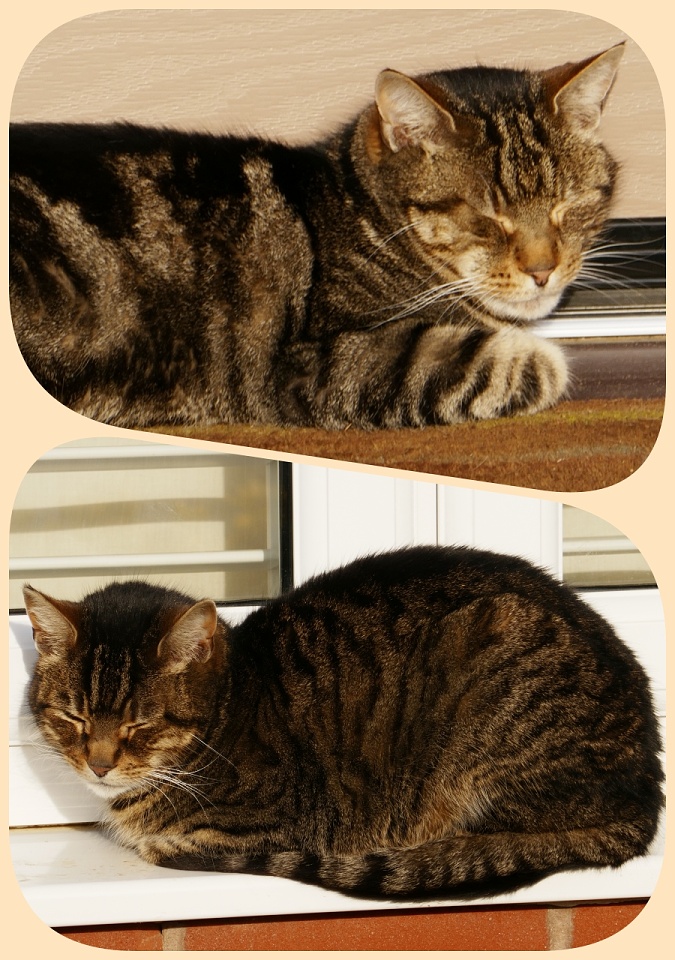 FOR ALL BLIP CAT LOVERS | Honeycombebeach | Blipfoto