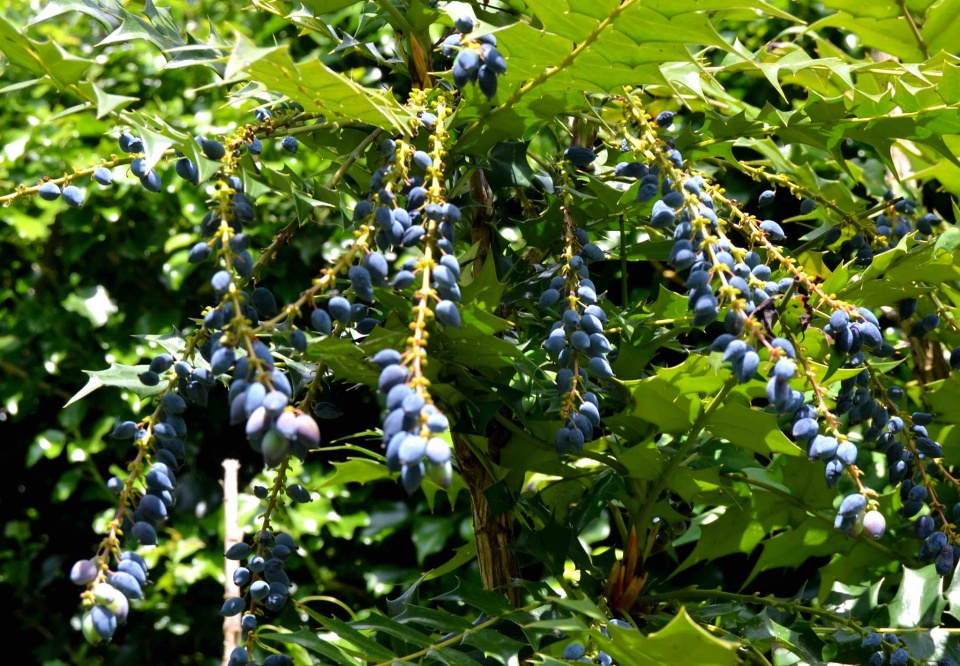 Autumn Flowering Mahonia Berries | arkensielphoto | Blipfoto