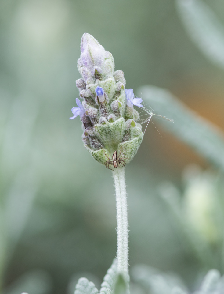 Lynx on lavender | jensphotos | Blipfoto