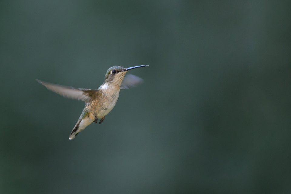 Morning Maneuvers | dbifulco | Blipfoto