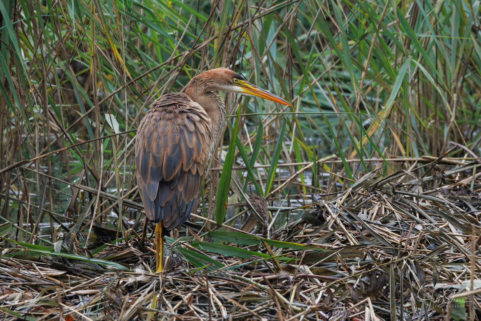 Vagrant | JDO | Blipfoto