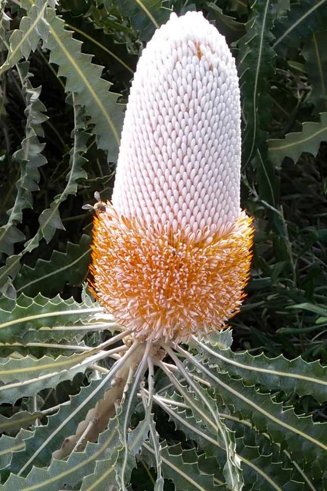 Banksia Cones | mollymay49 | Blipfoto