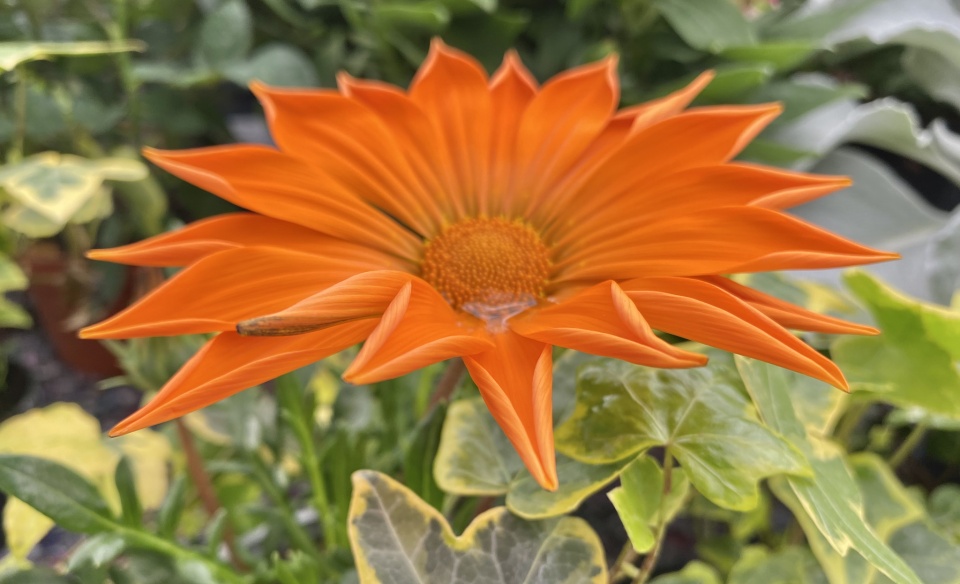 At the garden centre | Alison666 | Blipfoto