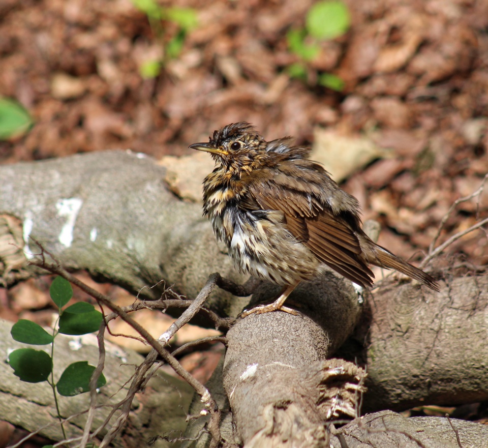 Who ruffled his feathers!!!! | Charlie17 | Blipfoto