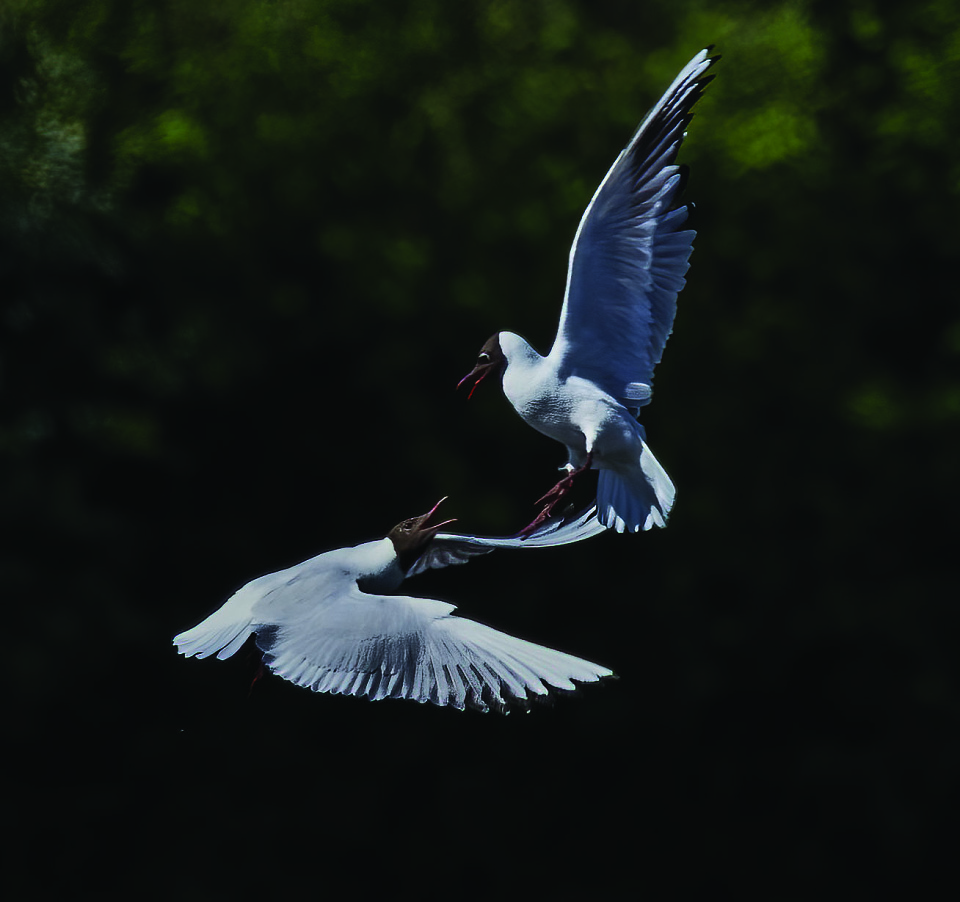 A Bit of a Barney | Hillyblips | Blipfoto