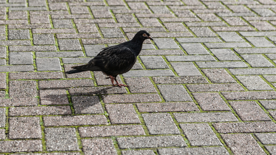 Gloucester Green: Prancing Pigeon | Chamaeleo | Blipfoto