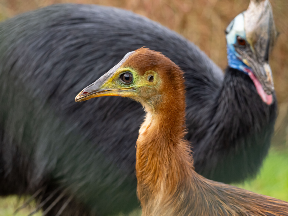 Cassowary Chick Update | Aliscotia | Blipfoto