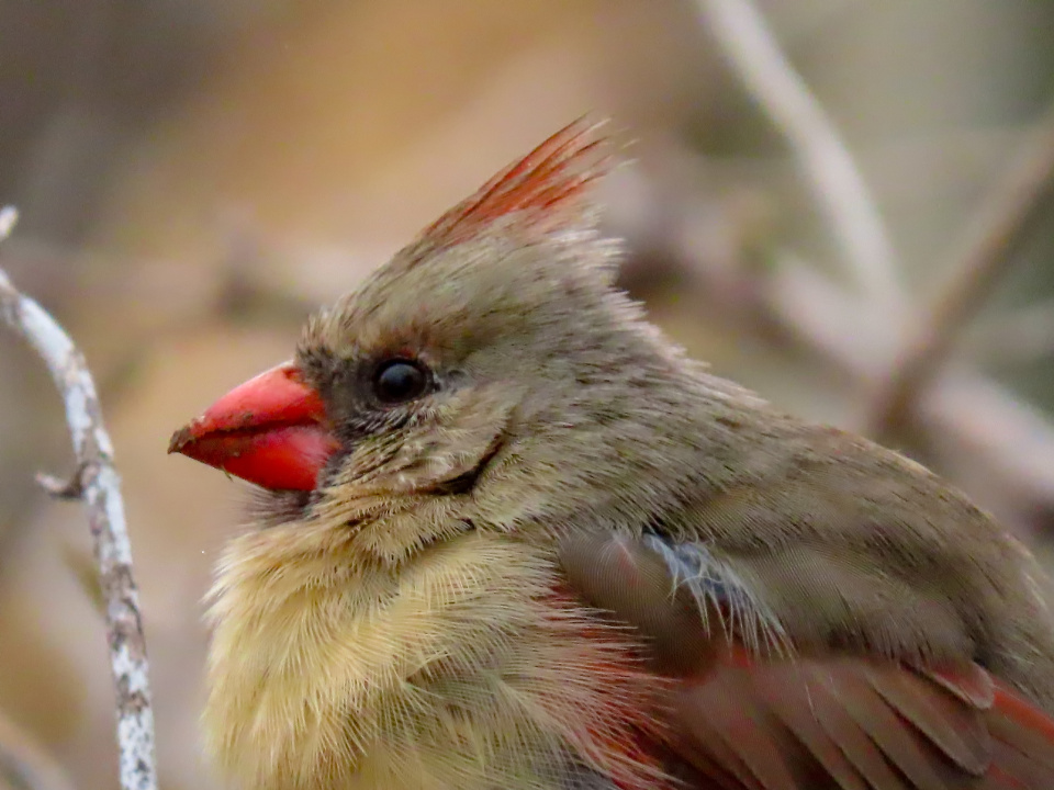 Mrs. Cardinal | KevinV | Blipfoto