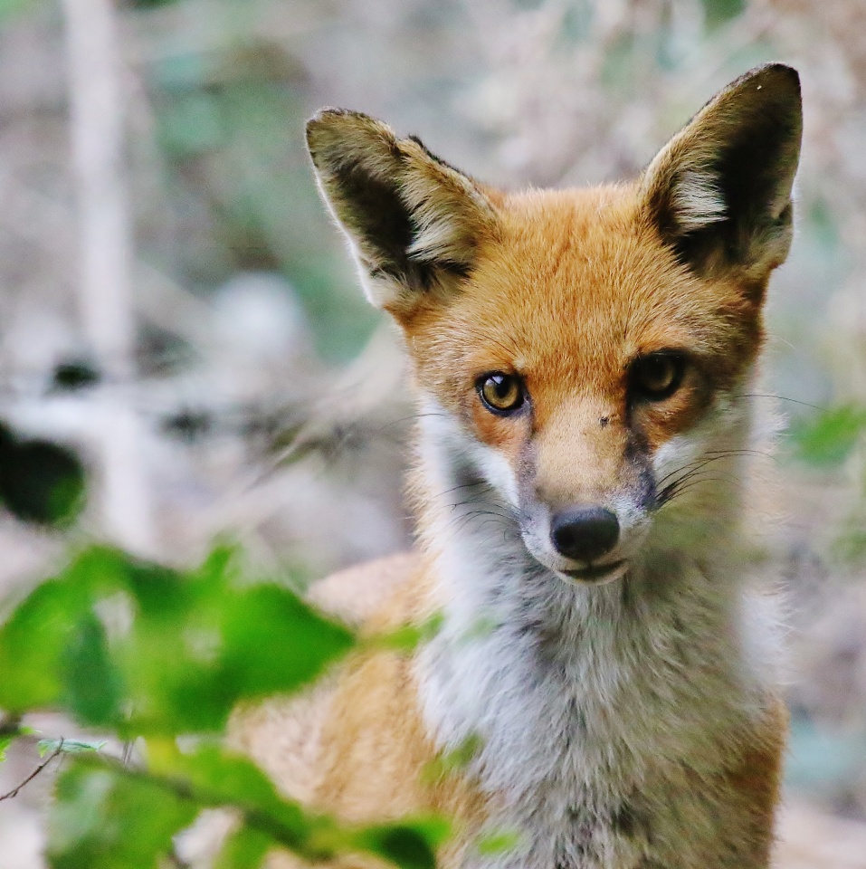 Rangy Reynard | MsQuizzical | Blipfoto