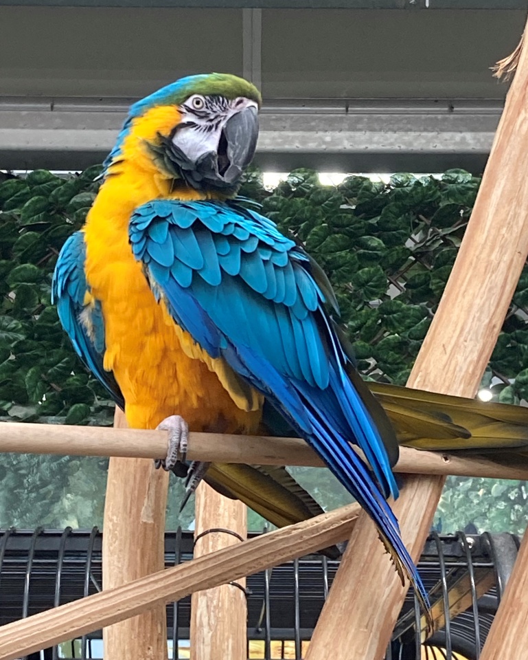 SQUAWK! | Kernow | Blipfoto