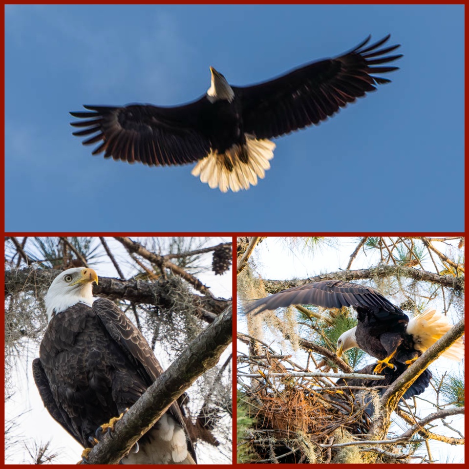 Nesting Eagles... | maura143 | Blipfoto