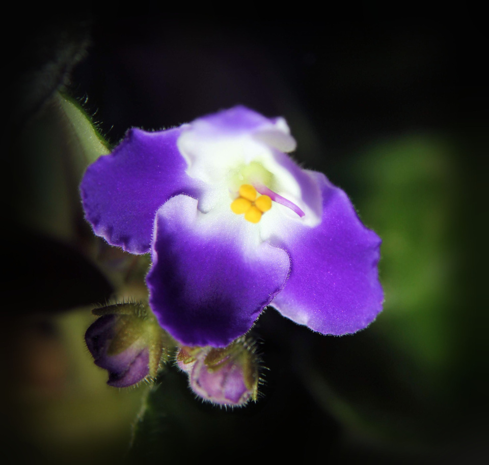 Baby African Violet | Naturelover | Blipfoto