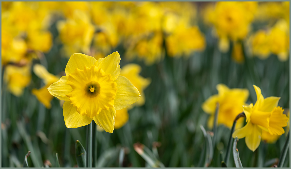 Daffodils - radial symmetry | NickyR | Blipfoto