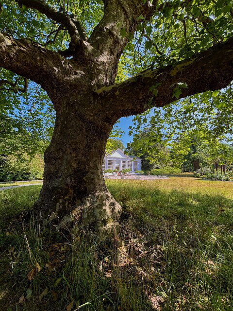 Framed by the Tulip Tree | Hyperion | Blipfoto