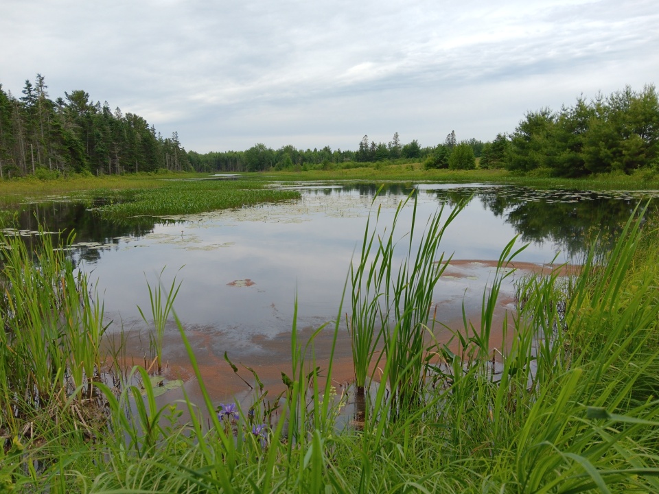 The long pond | TiciaS | Blipfoto