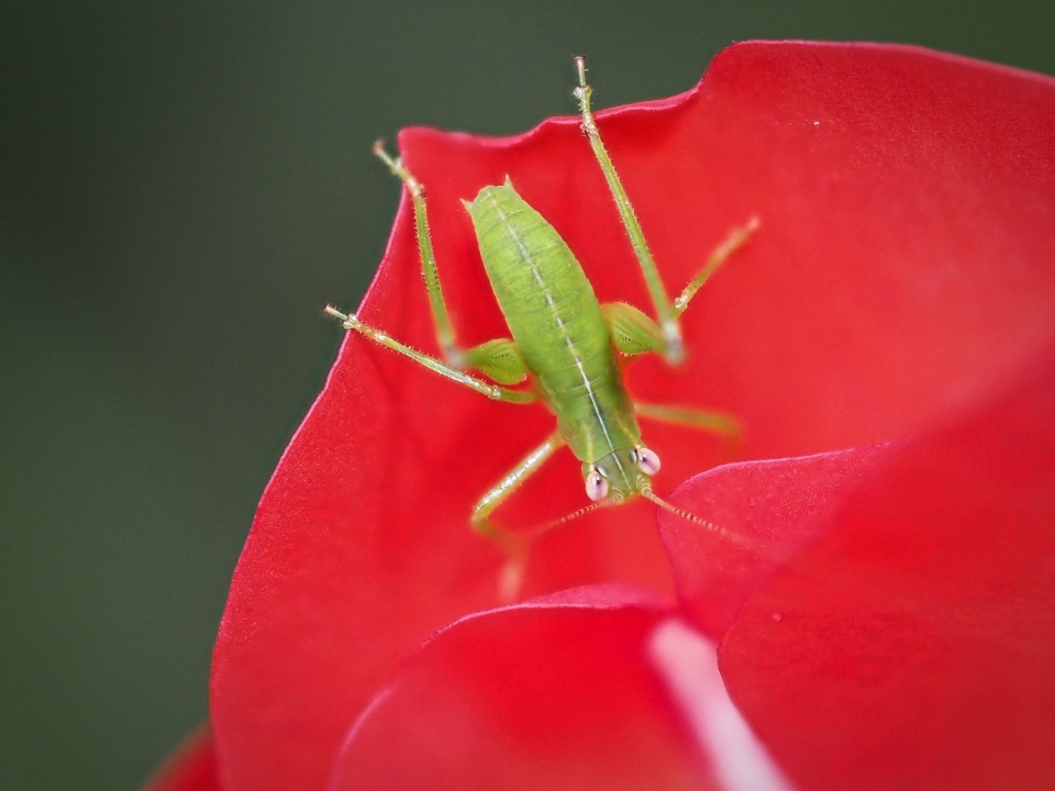 Australian common garden katydid nymph | AnnieBelle | Blipfoto