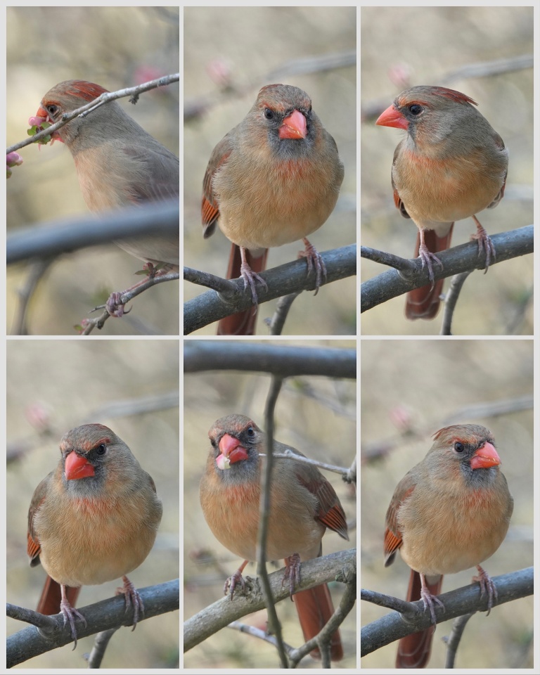Mrs. Northern Cardinal | Kimb | Blipfoto
