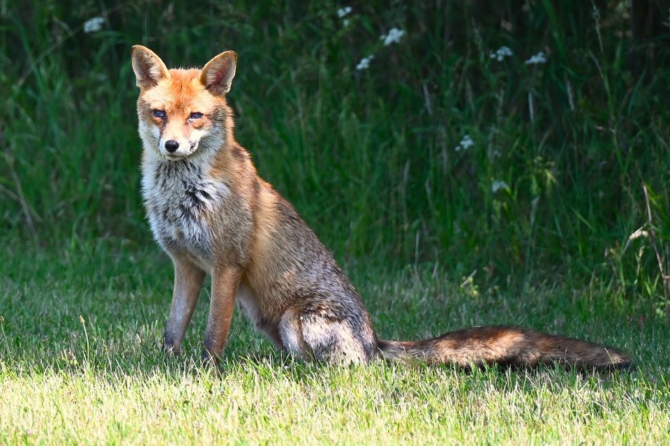 Mrs Fox was soaking up... | IAE | Blipfoto