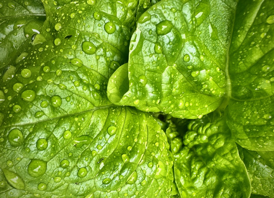 Feeling Chipper | KatesGardenPDX | Blipfoto