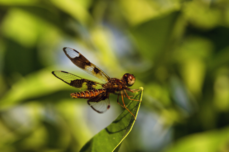 Dragonfly | bugsman | Blipfoto