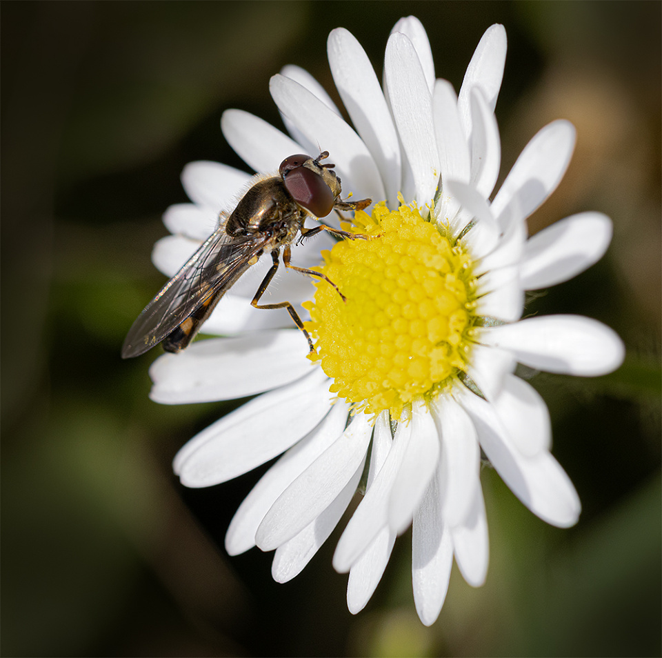Daisy | Hillyblips | Blipfoto