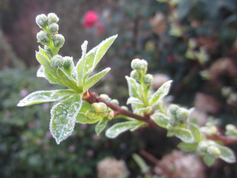 Spring Frost! | Kate64 | Blipfoto