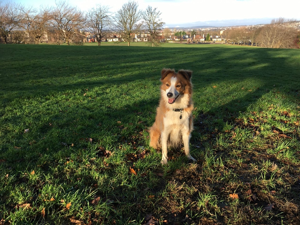 Dovecot Park | TrixieTheCollie | Blipfoto