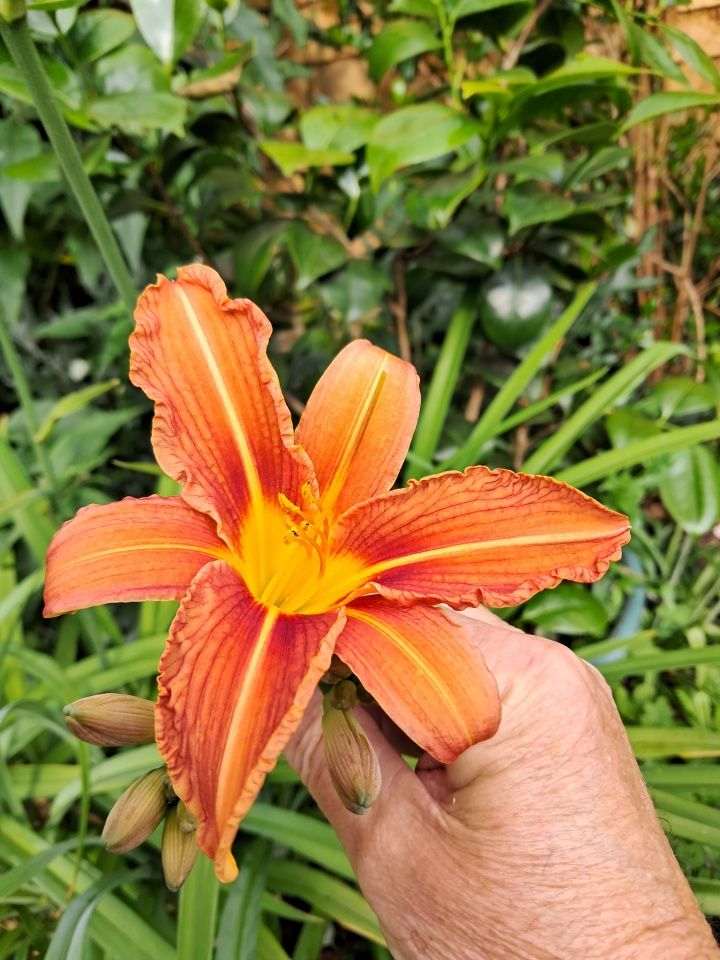 Day Lilly. | Midlander | Blipfoto