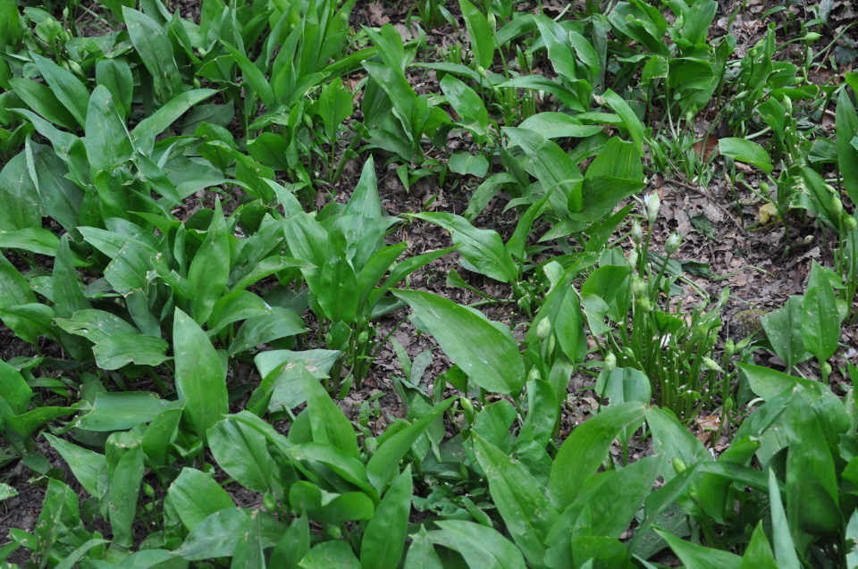 Wild Garlic | Dudders | Blipfoto