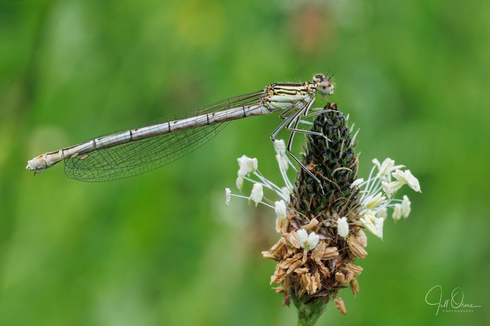 Poseuse | JDO | Blipfoto